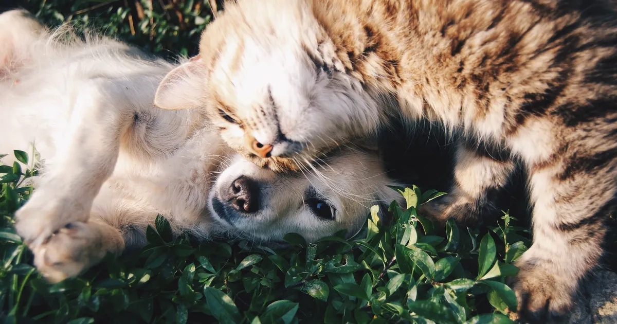 The Best House Pets (50+ Options For Every Family) by @MomHacks