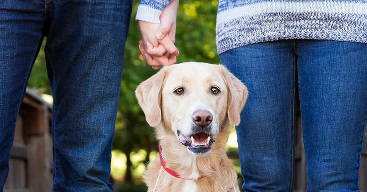 Involving Pets | Pregnancy Announcement Ideas