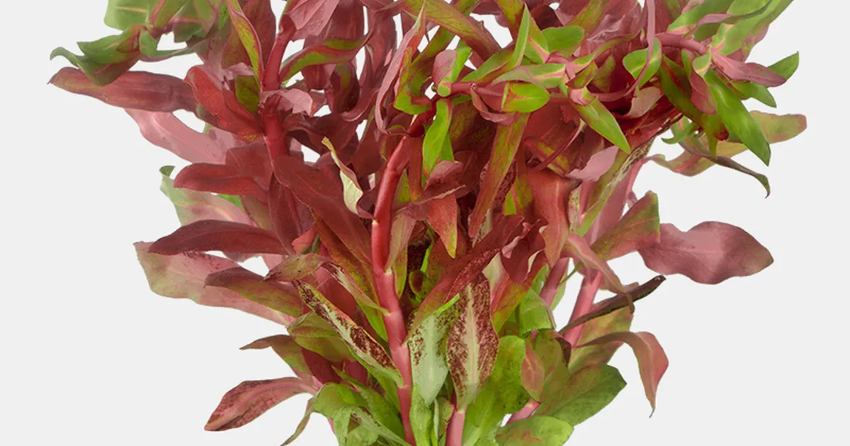 Plants | Things you need for your Planted Aquarium